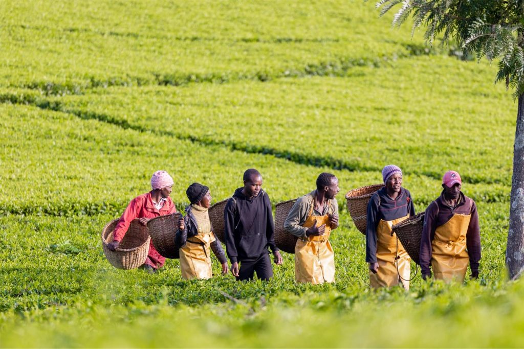 Why Kenyan Tea? – Cup Of Joe